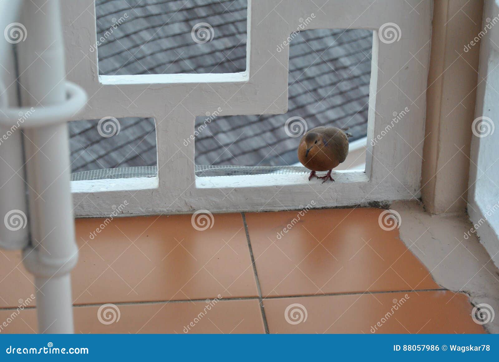 Barble dove on a balcony stock photo. Image of tropical - 88057986