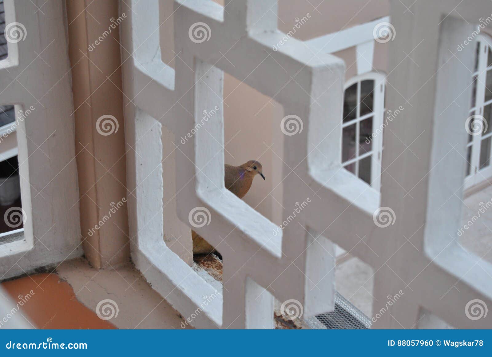 Barble dove in a frame stock photo. Image of balcony - 88057960