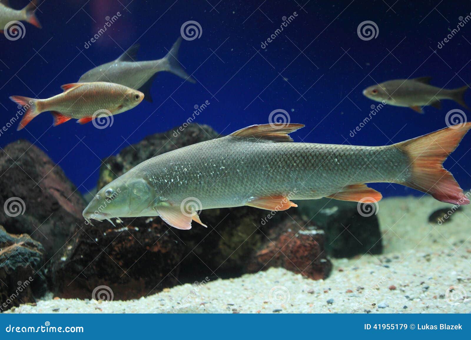 Barbo comune immagine stock. Immagine di freshwater, adulto - 41955179