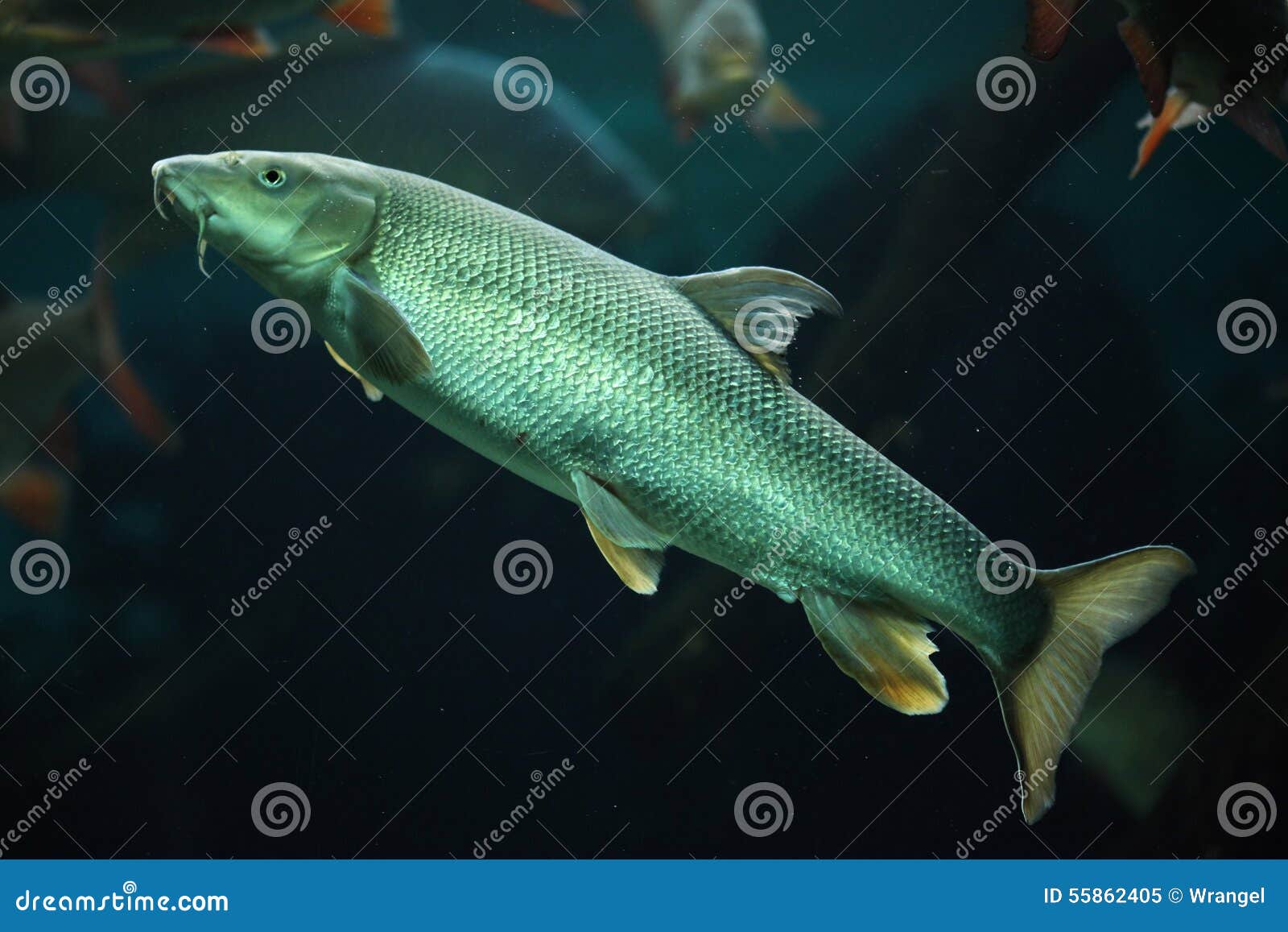 Barbo Europeo (barbus Barbus) Immagine Stock - Immagine di nuoto, acqua ...