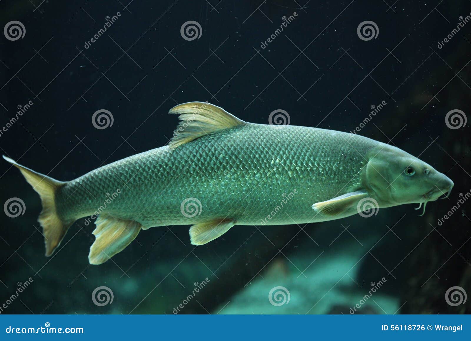 Barbo Europeo (barbus Barbus) Fotografia Stock - Immagine di fiume ...