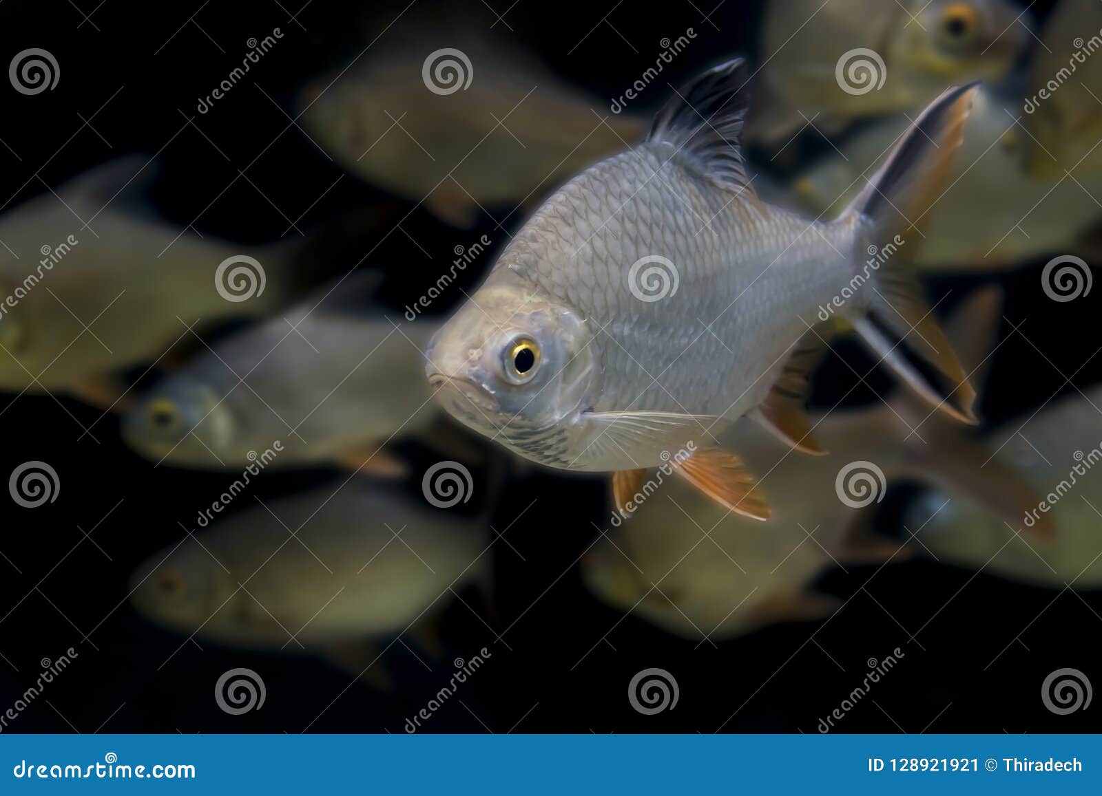 Barbodes gonionotus obraz stock. Obraz złożonej z świeży - 128921921