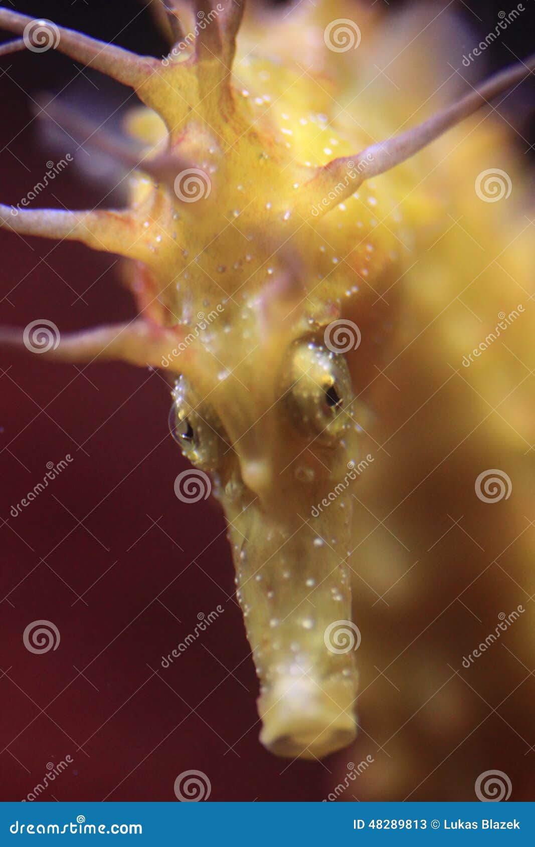 Barbour s seahorse stock image. Image of life, animal - 48289813