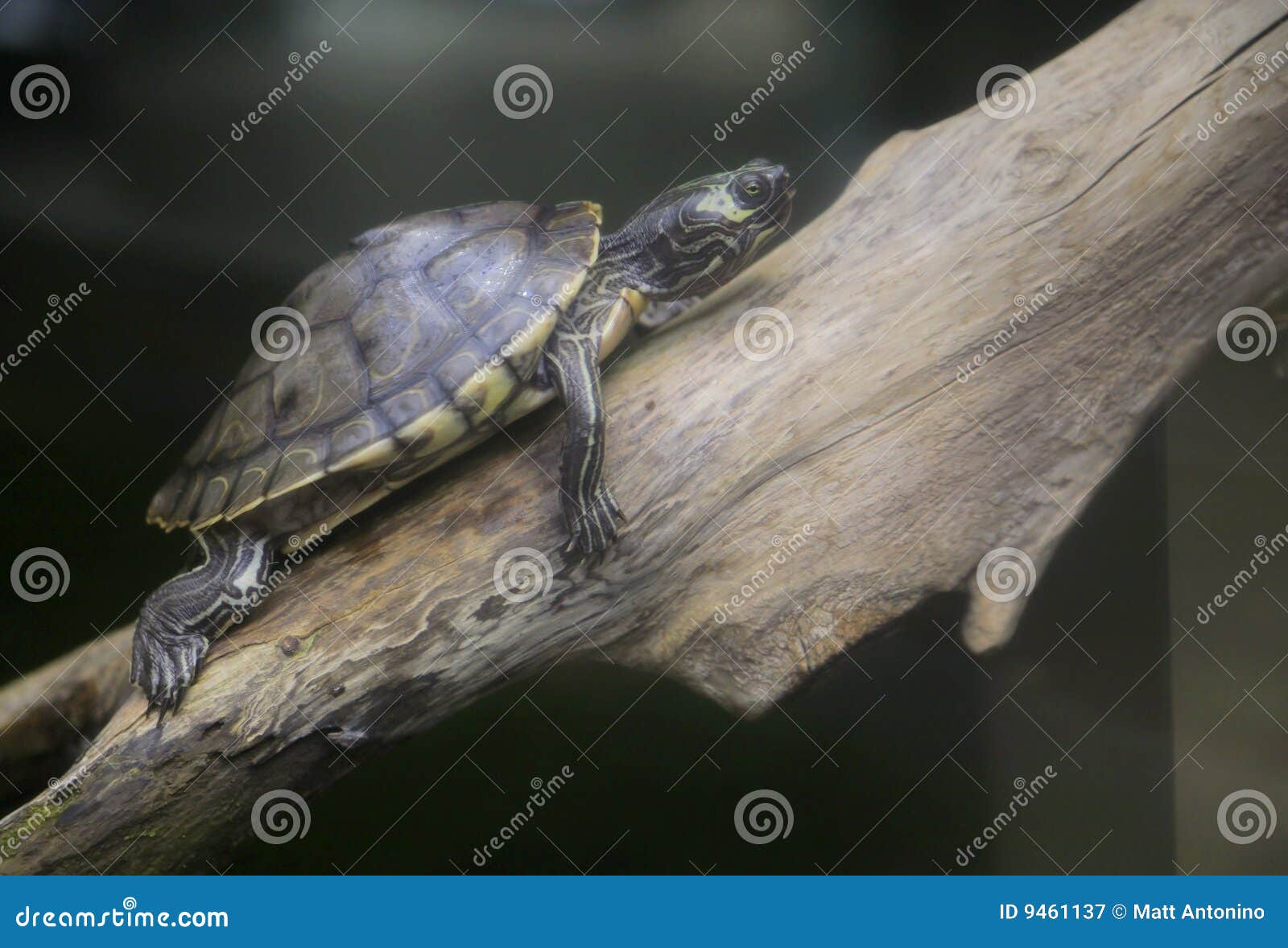 Barbouri de Graptemys imagem de stock. Imagem de registro - 9461137