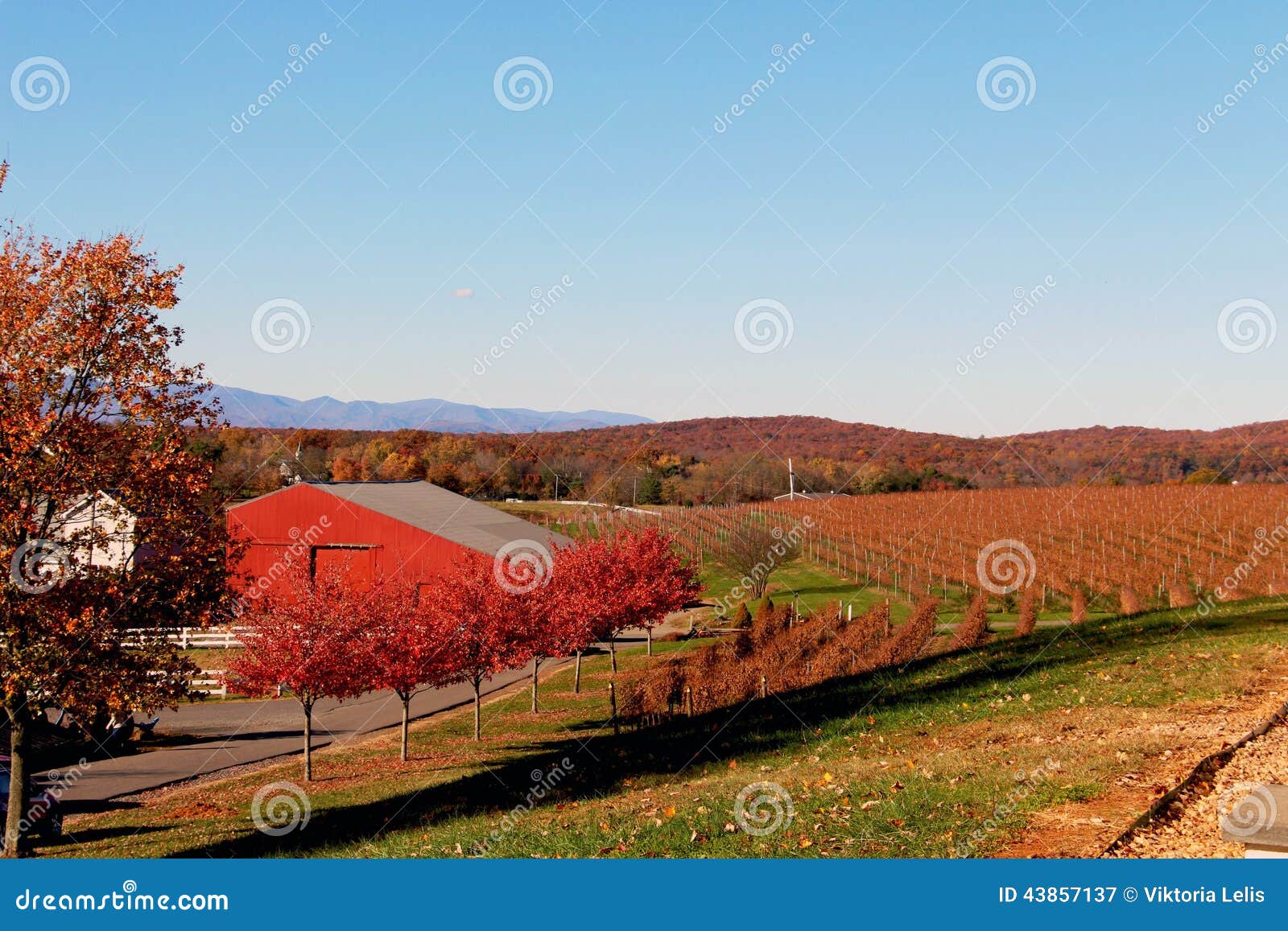 Barboursville Vineyards in the Fall Stock Image - Image of nature, fall ...