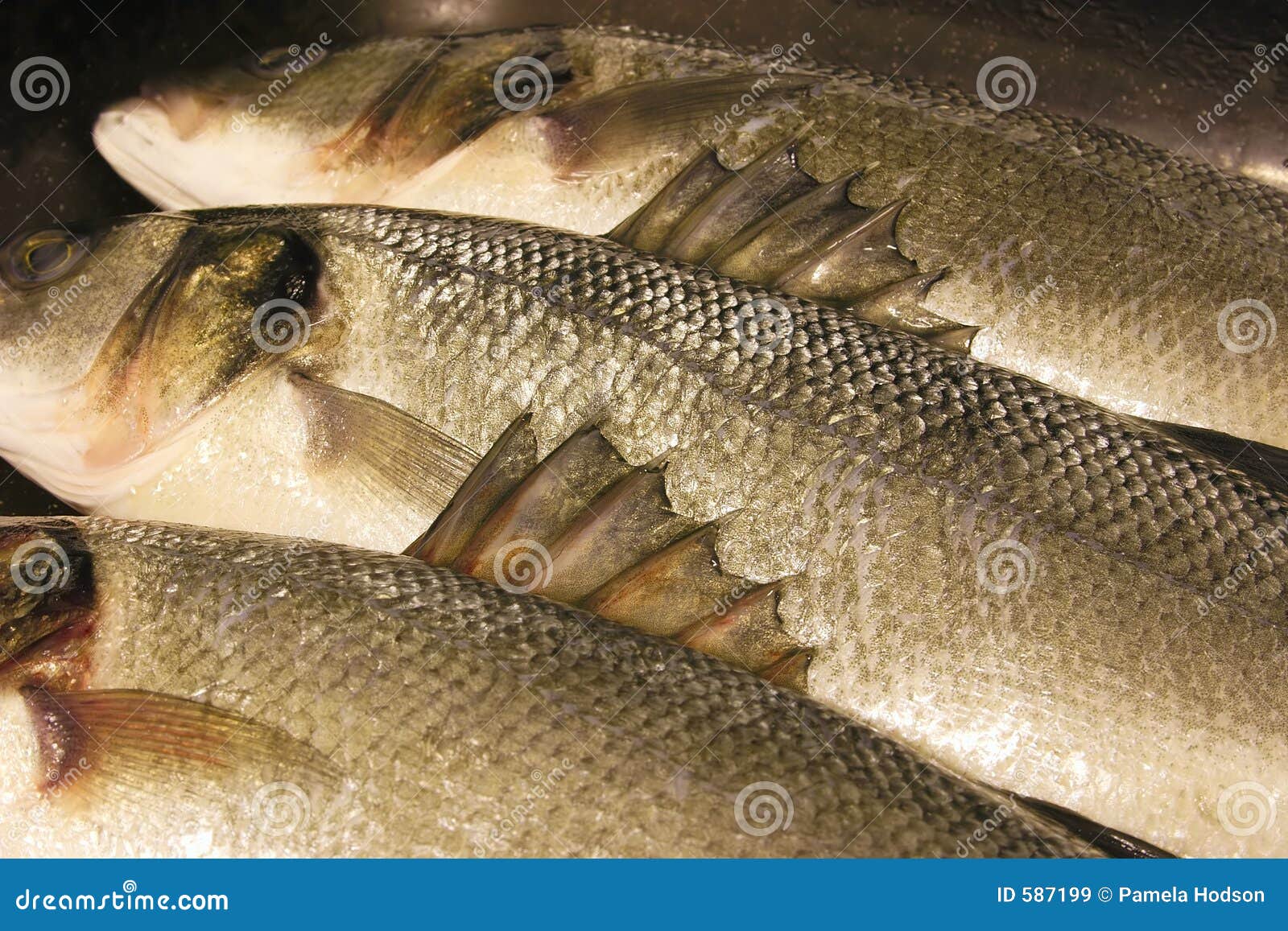 Barbs on the Fins of Sea Bass Stock Image - Image of marine, health: 587199