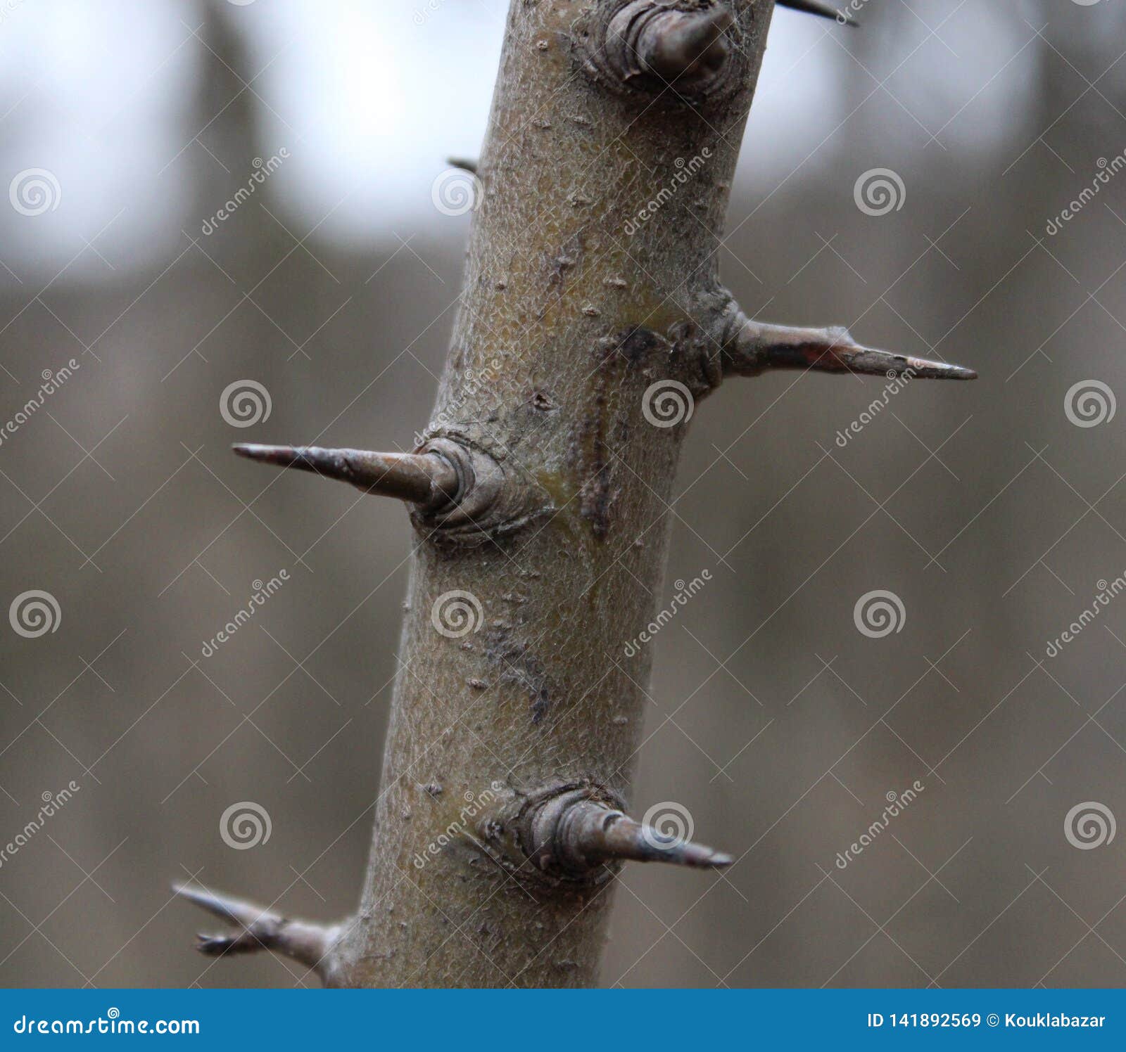 Barbs on a tree stock image. Image of nature, natural - 141892569