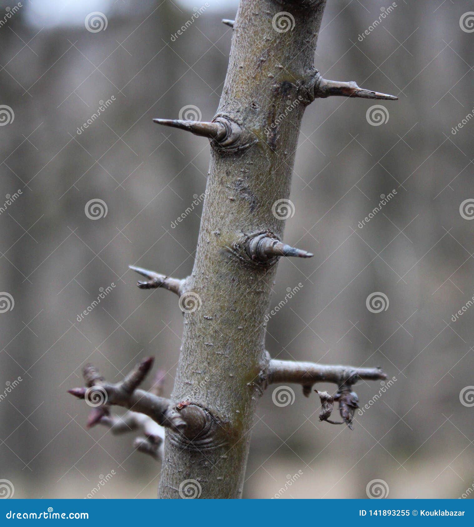 Barbs on a tree stock image. Image of tree, trees, barbs - 141893255