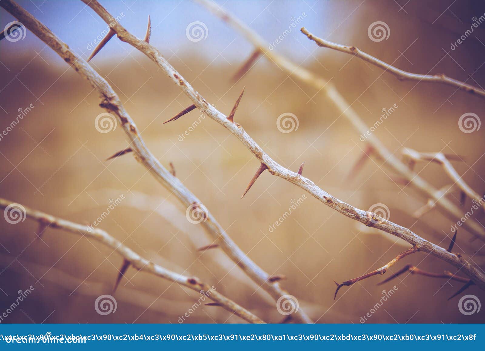 Barbs stock image. Image of flora, warm, green, tree - 62072545