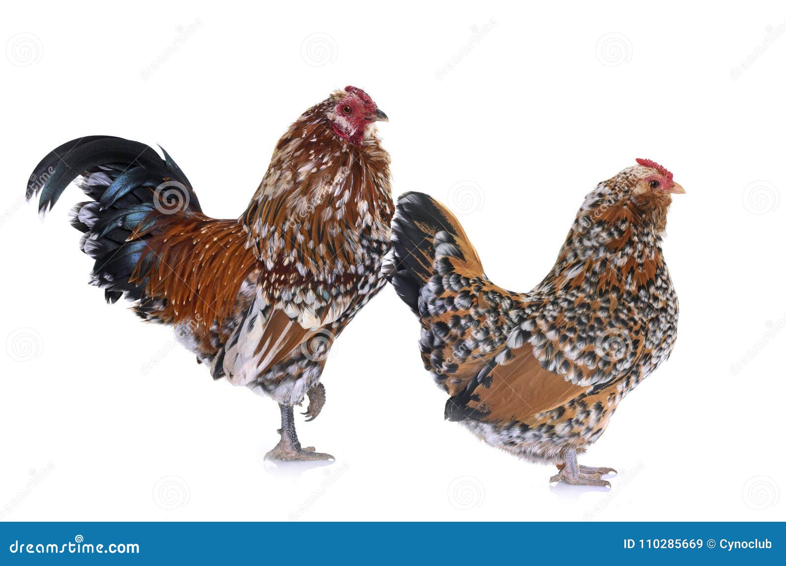 Barbu D`Anvers Chicken and Rooster Stock Image - Image of bantam ...