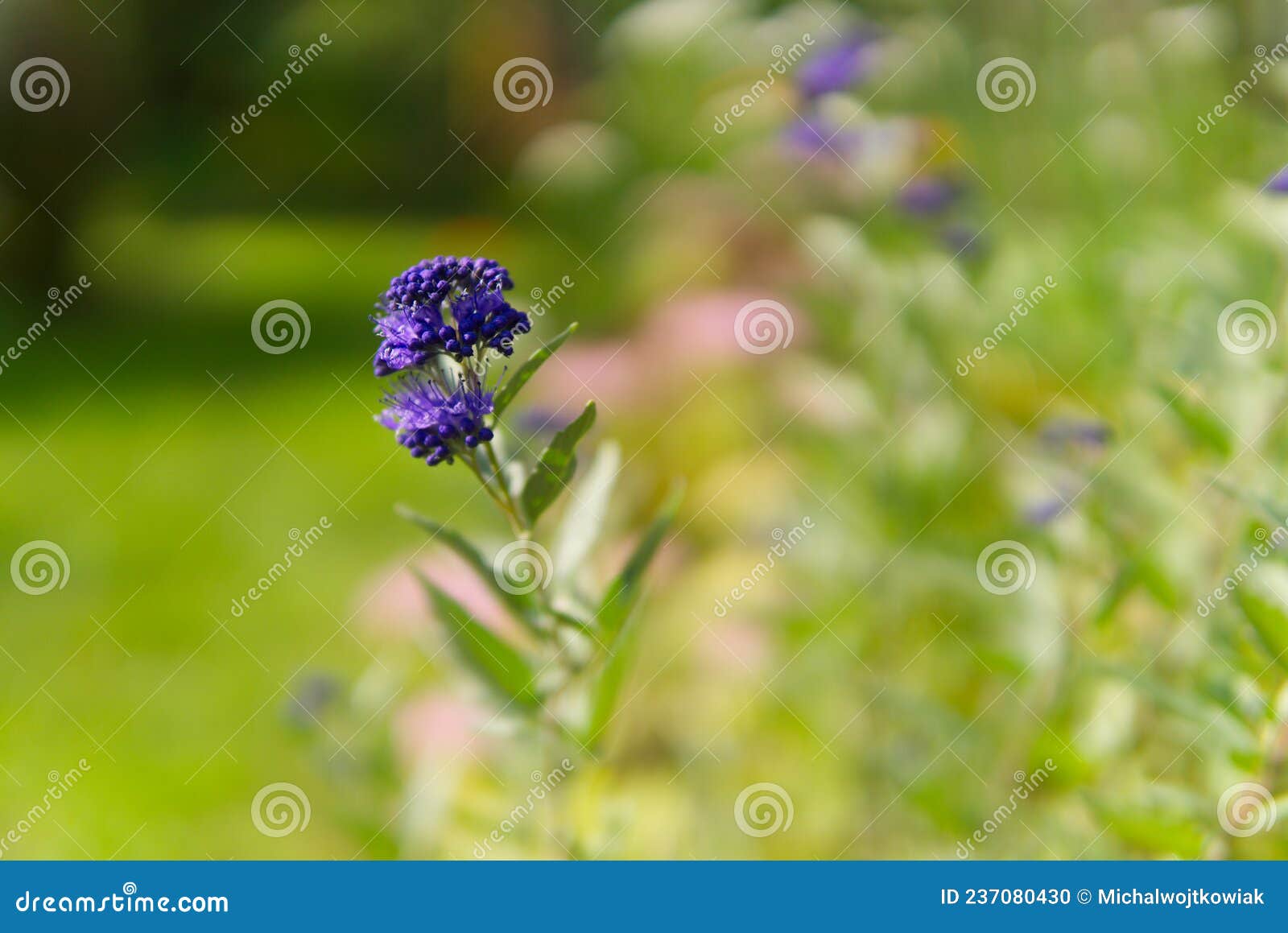 Barbula Stock Photos - Free & Royalty-Free Stock Photos from Dreamstime