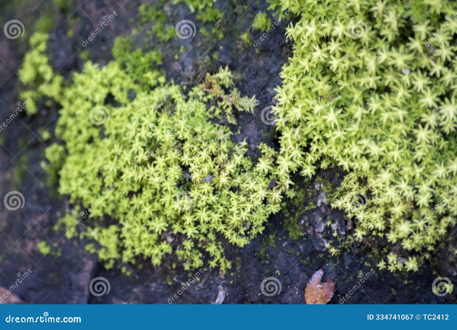 Barbula Indica in Los Alerces National Park Stock Image - Image of ...
