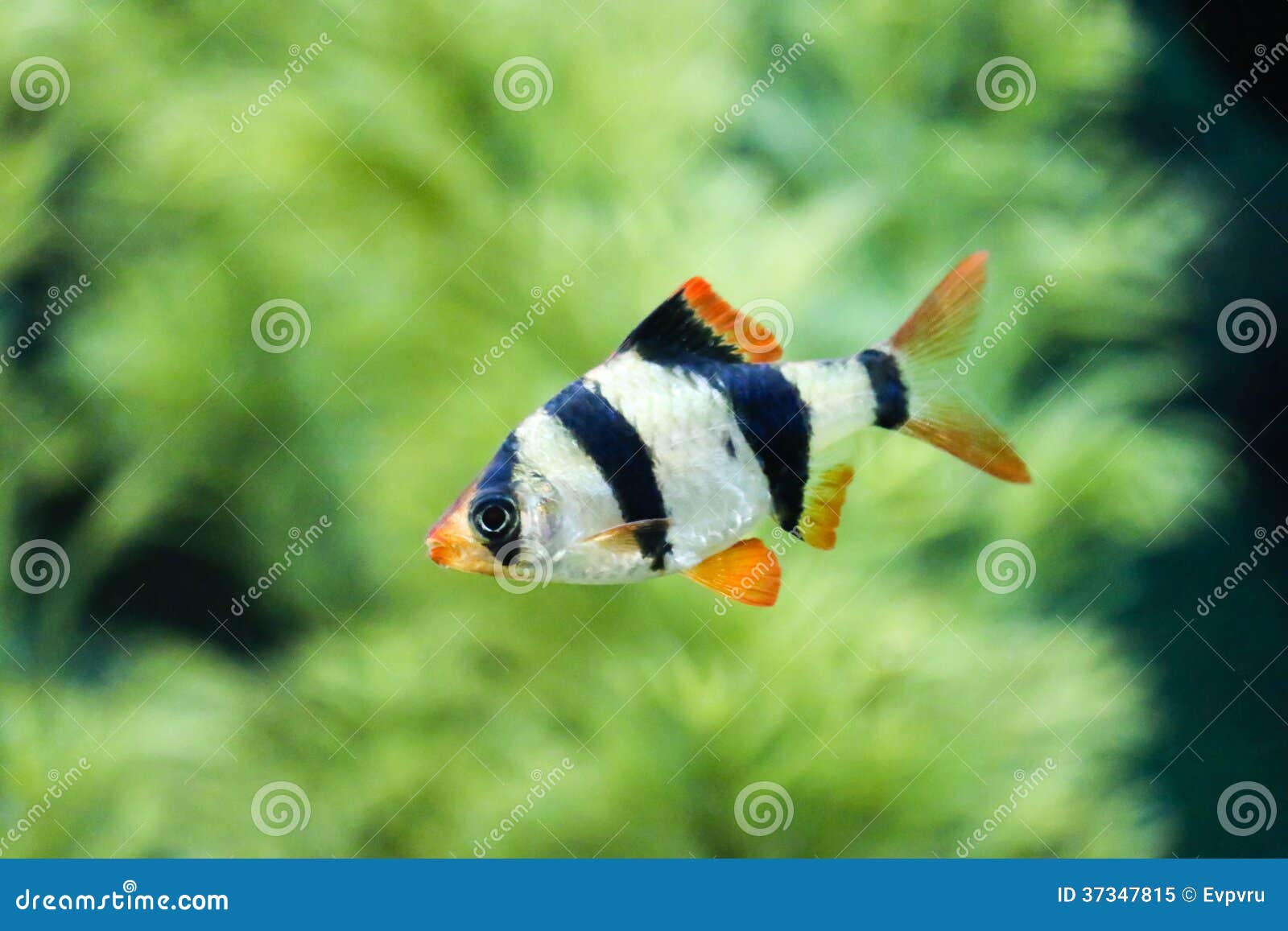Barbus stock image. Image of water, striped, fish, pets - 37347815