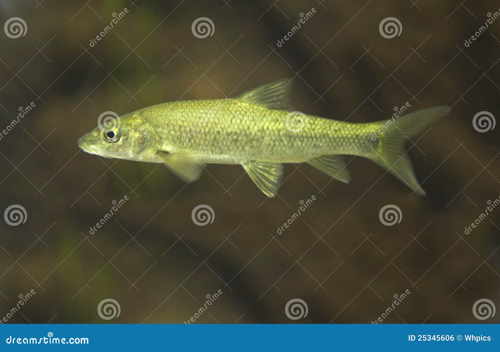 Barbus comizo stock photo. Image of barbel, environment - 25345606