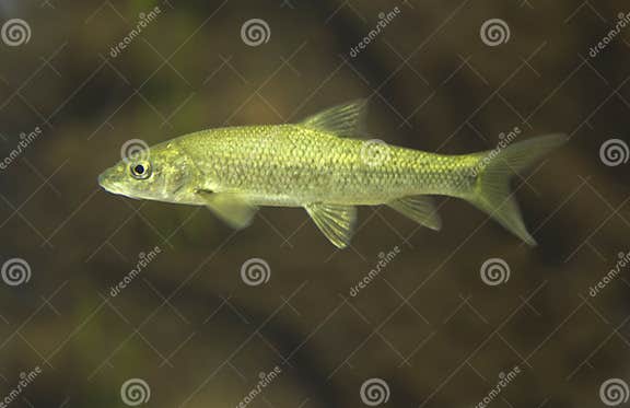 Barbus comizo stock photo. Image of barbel, environment - 25345606