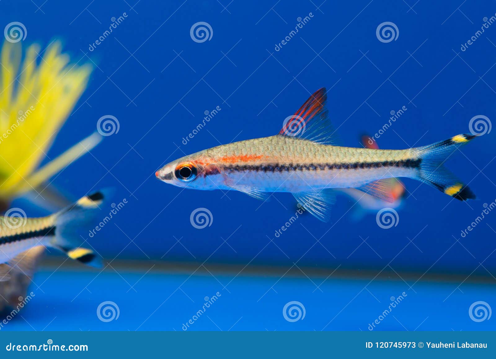 Denisons Barb Roseline Shark Sahyadria Denisonii Red-line Torpedo Barb ...