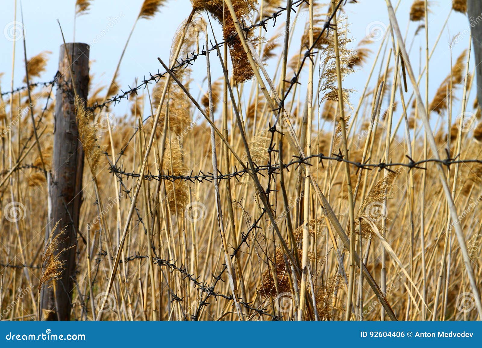 Barbwire protection fence stock photo. Image of barbwire - 92604406