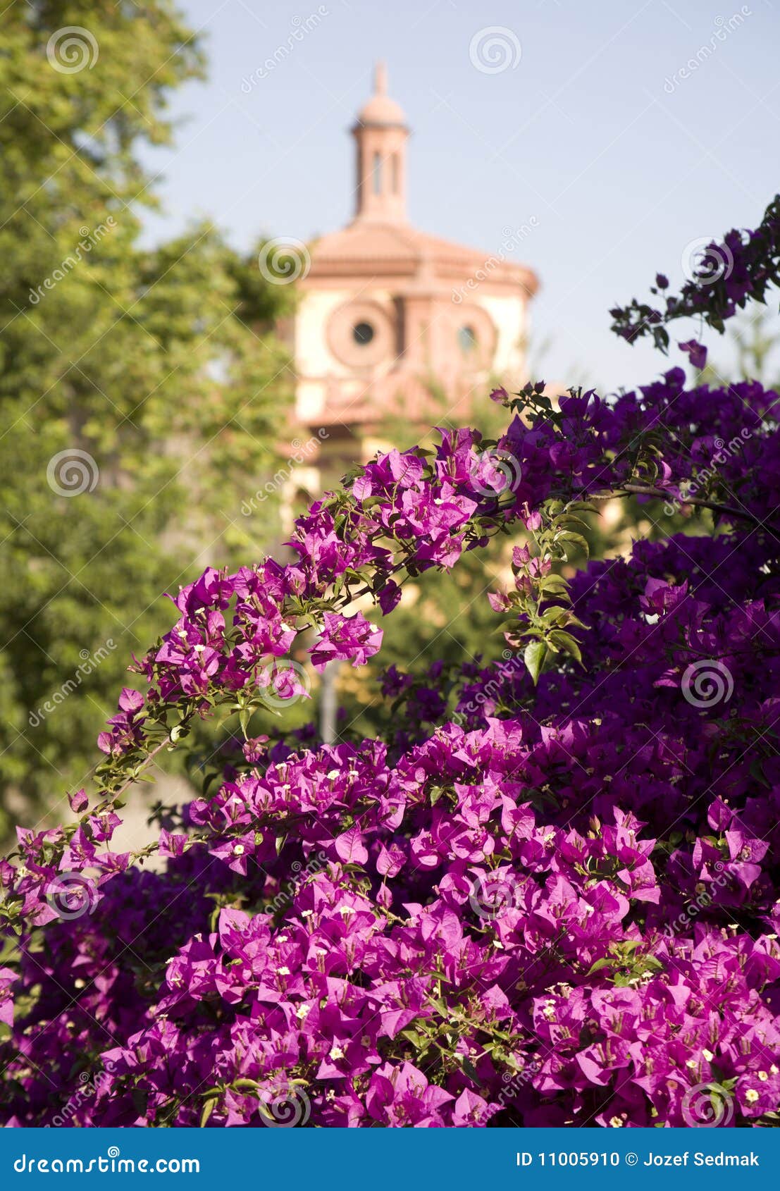 Barcelona - flowers stock photo. Image of park, bush - 11005910