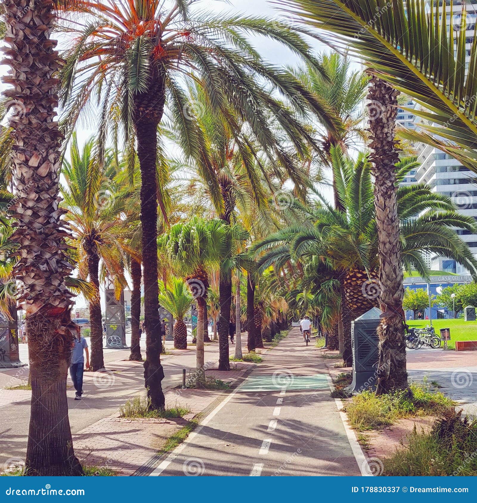 Barcelona - Road of Palms editorial photography. Image of road - 178830337
