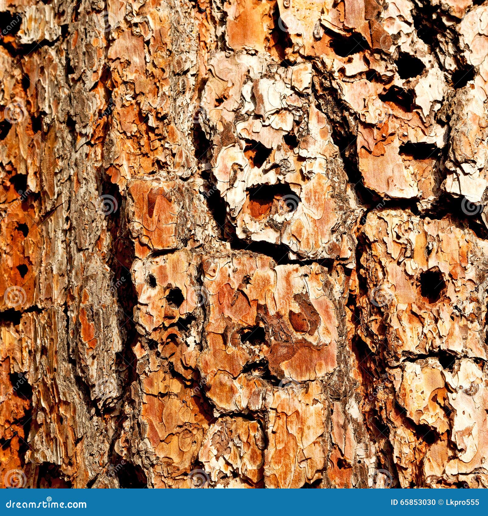 Barck in the Abstract Close Up of a Tree Color and Texture Stock Photo ...