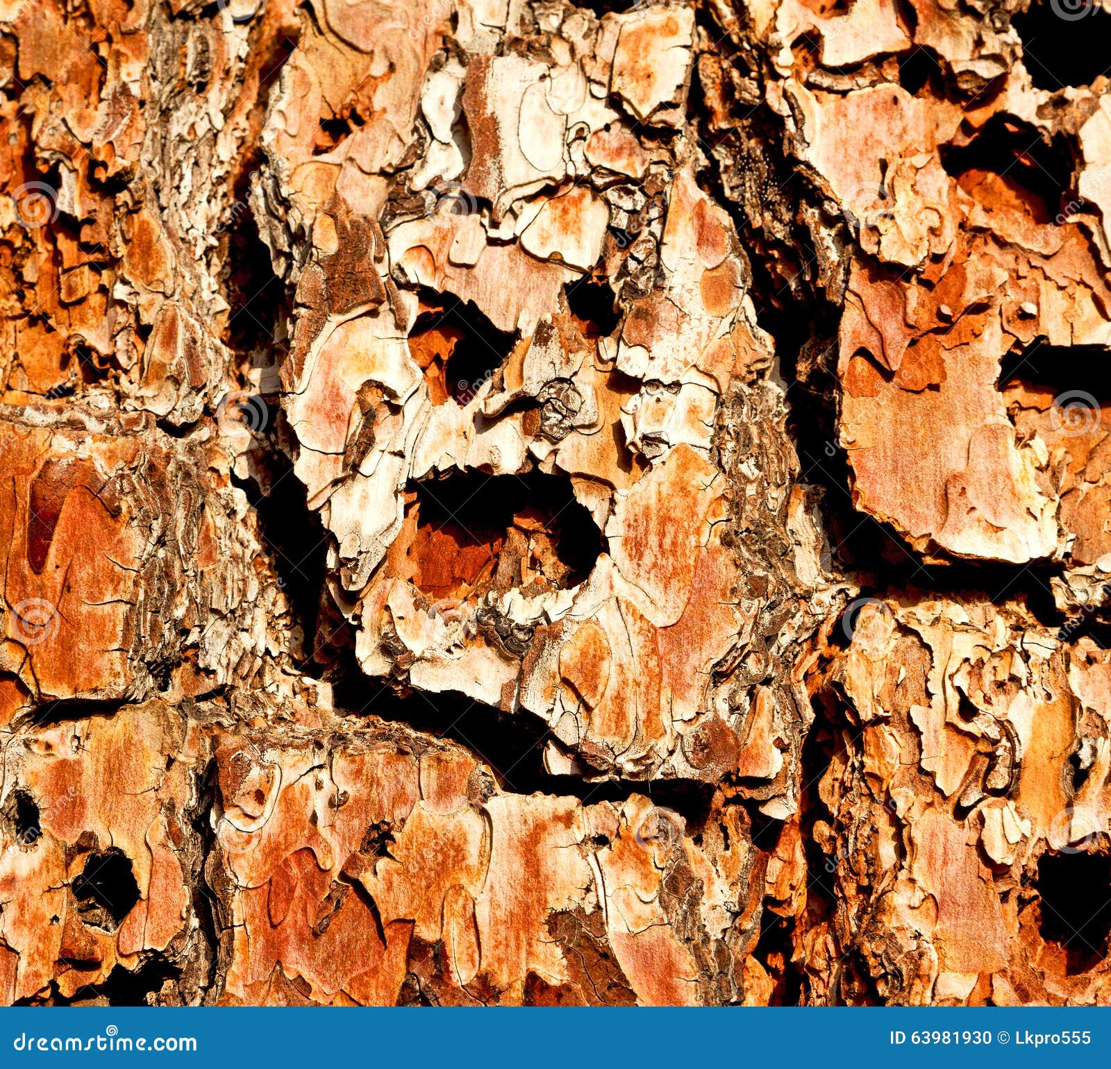 Barck in the Abstract Up of a Tree Color and Texture Stock Photo ...