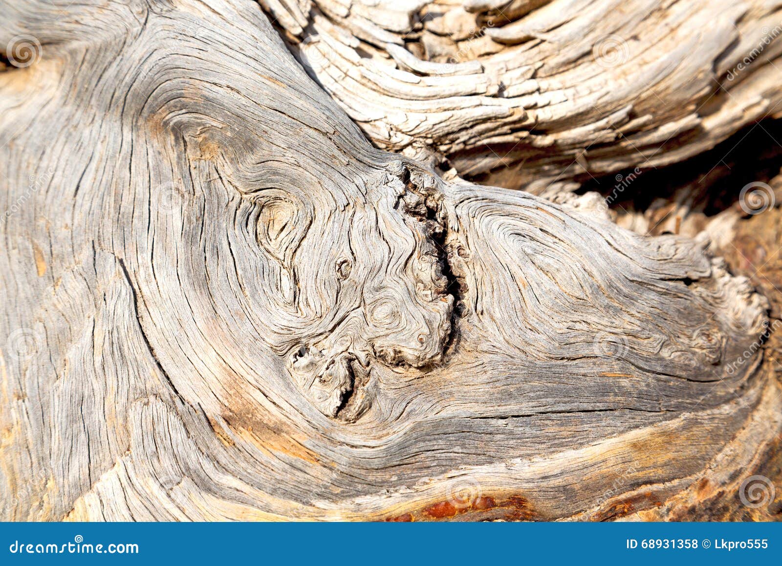 Barck in the texture stock photo. Image of brown, natural - 68931358