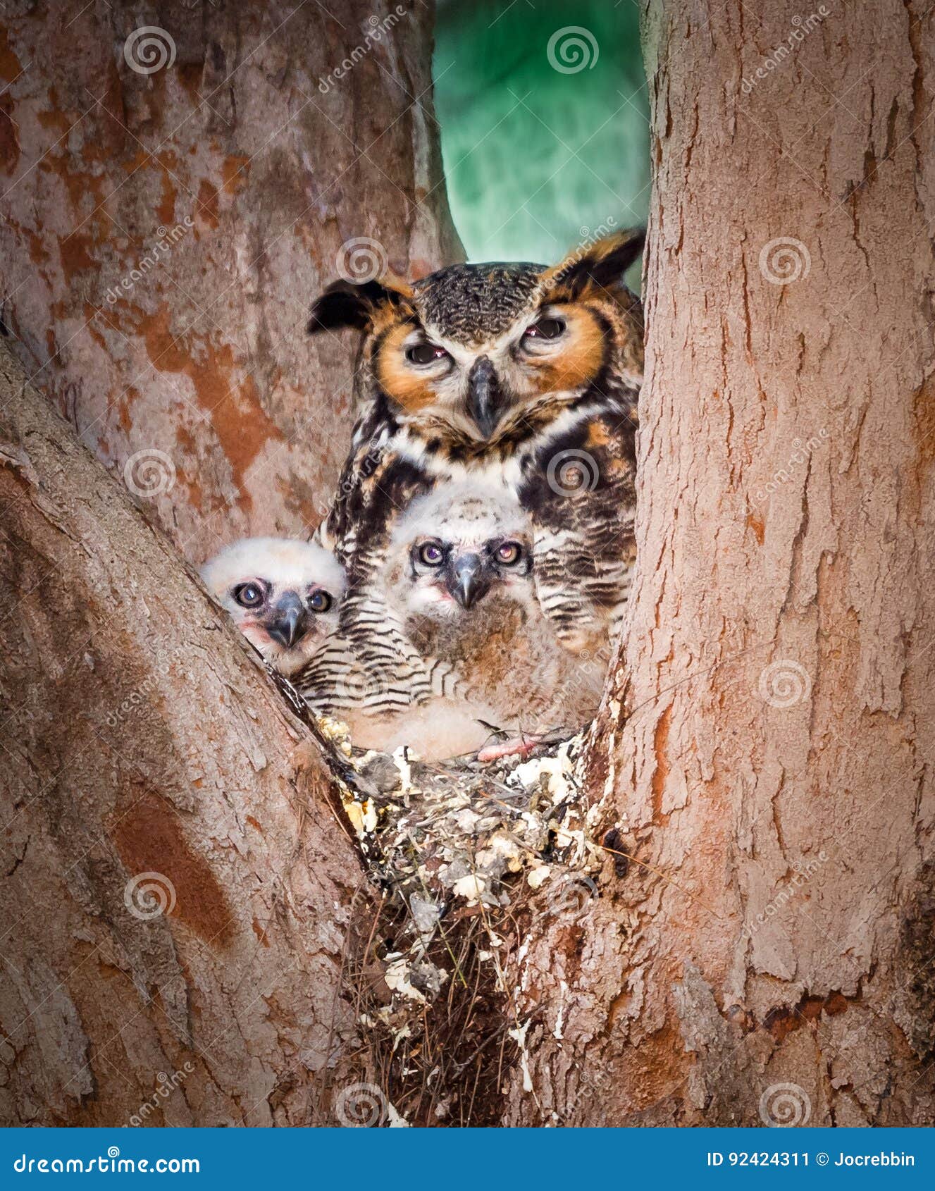 Bard Owl with Two Chicks Sit in Tree Stock Image - Image of natural ...