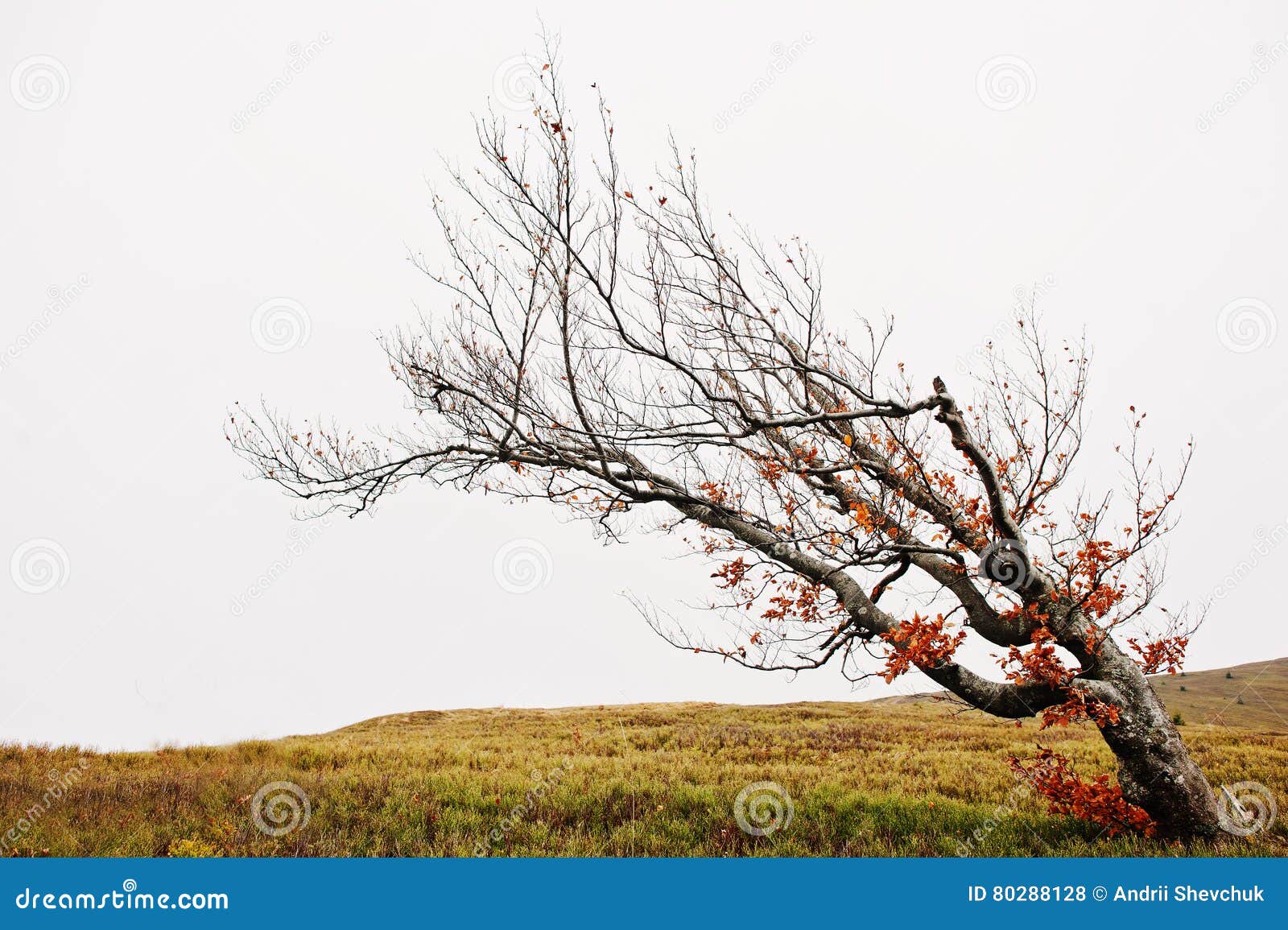 Bare Alone Tilted Tree. Beerch Tree on Autumn Mountains Stock Photo ...