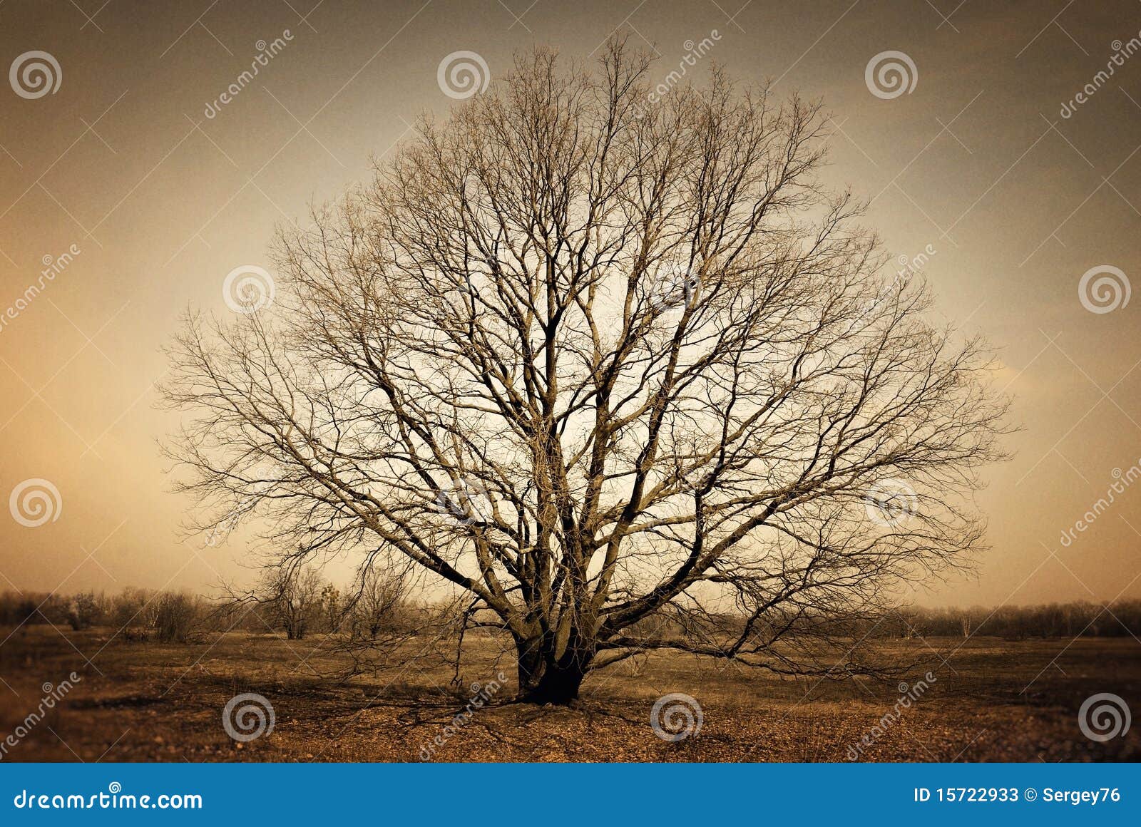 Alone Tree And Grass Stock Image | CartoonDealer.com #18341041