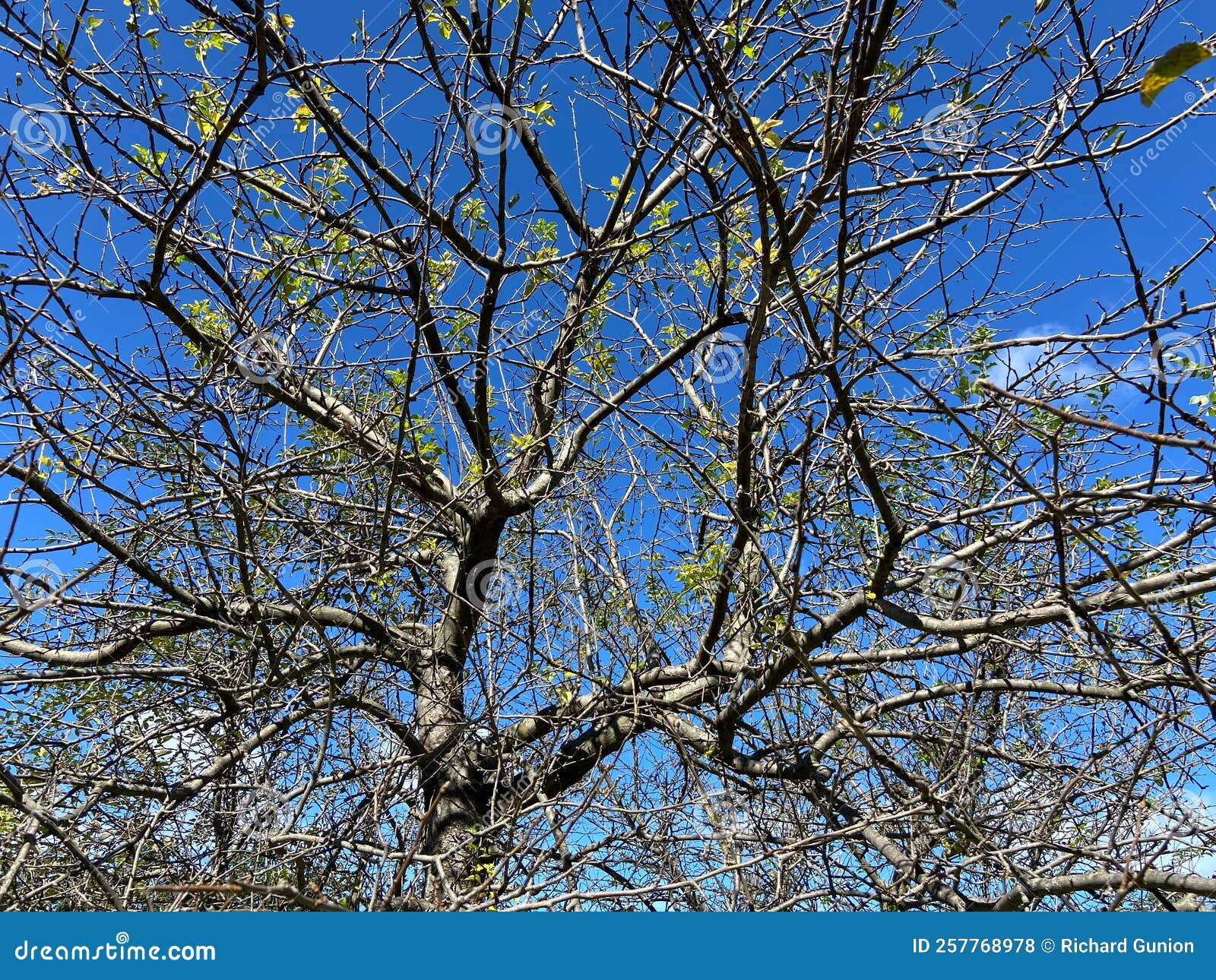 Mid September Fall Foliage Stock Image | CartoonDealer.com #100308289
