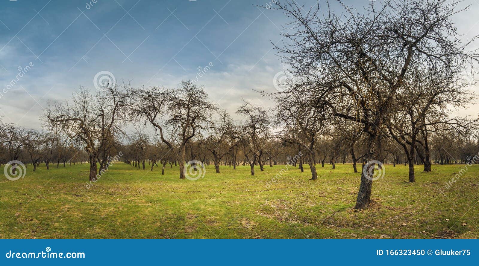 Bare Apple Trees in a Spring Garden Under a Blue Sky Stock Photo ...