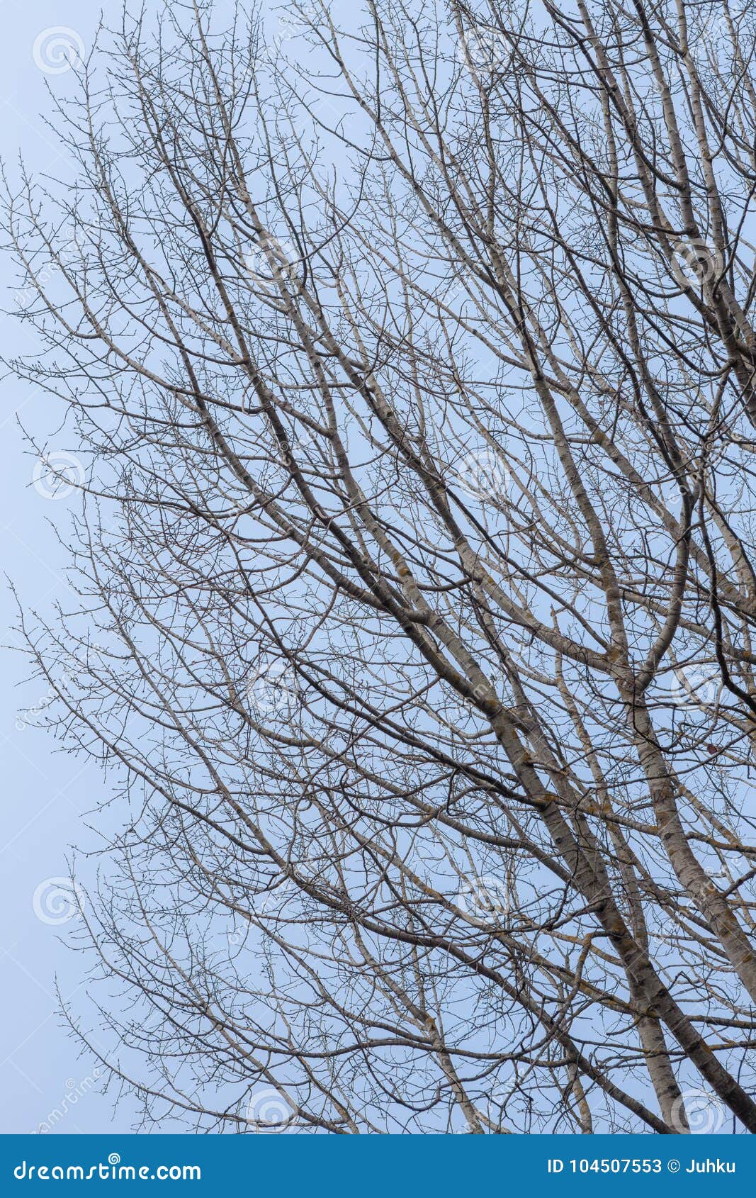 Bare aspen tree branches stock image. Image of autumn - 104507553