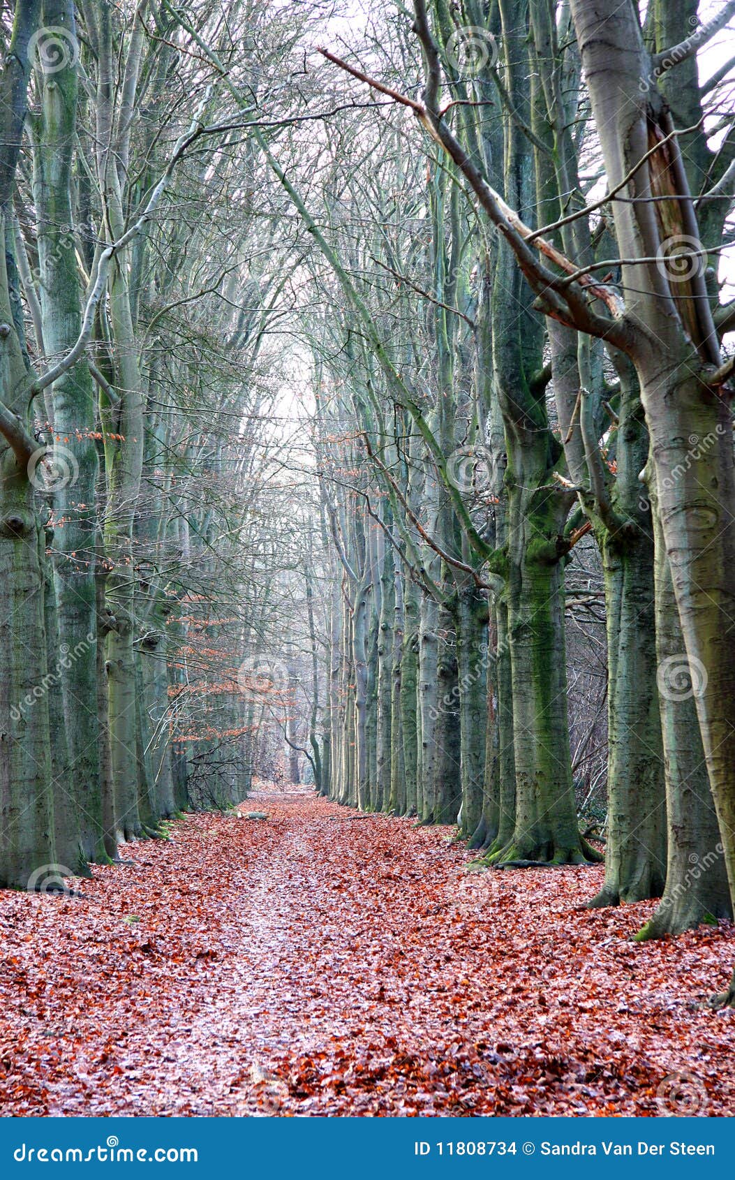 Bare autumn trees stock photo. Image of fall, trees, outdoors - 11808734