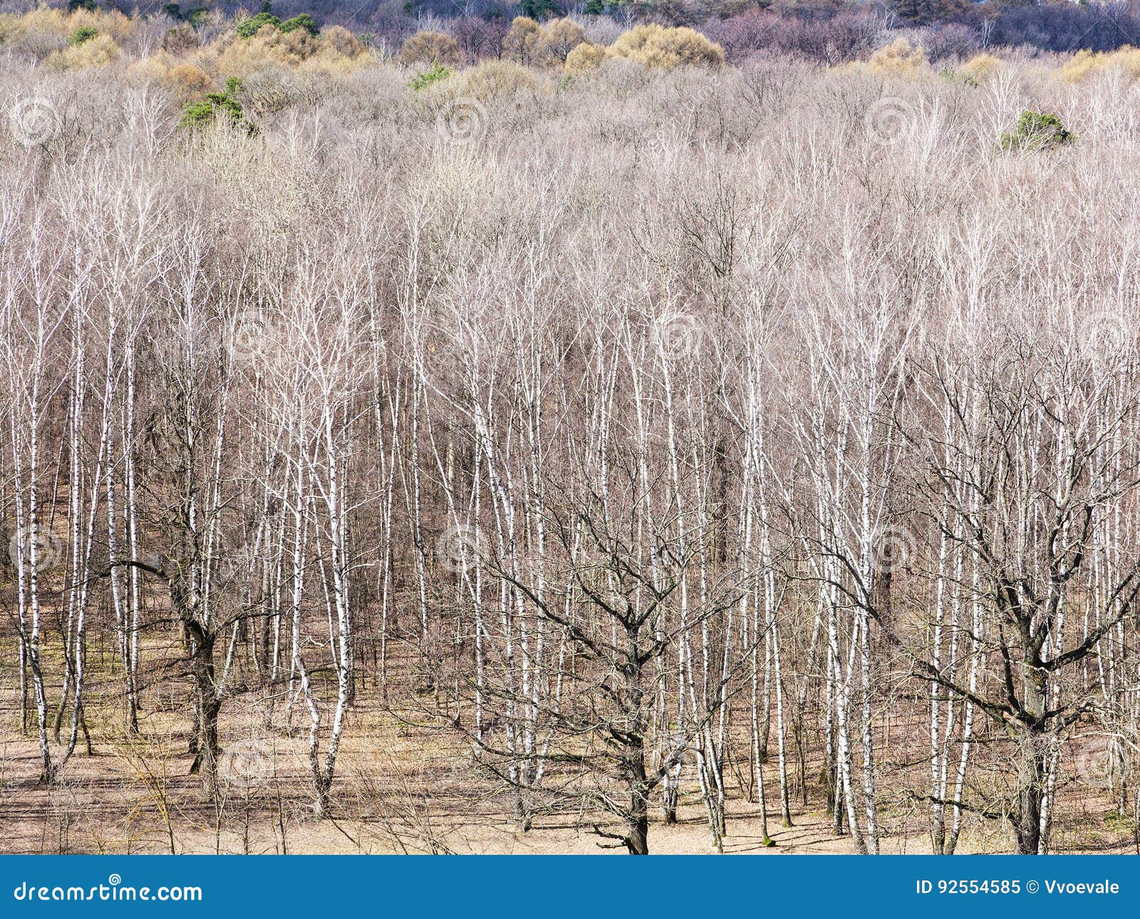 Bare Birch and Oak Trees in Forest in Early Spring Stock Image - Image ...
