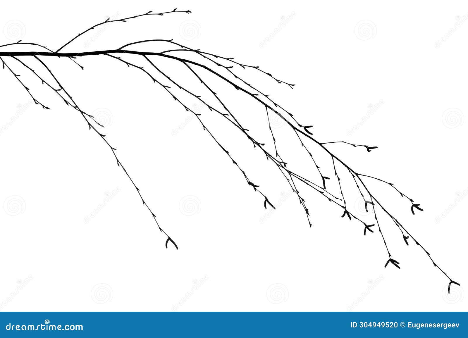 Bare Birch Tree Branch Isolated on White Stock Photo - Image of nature ...