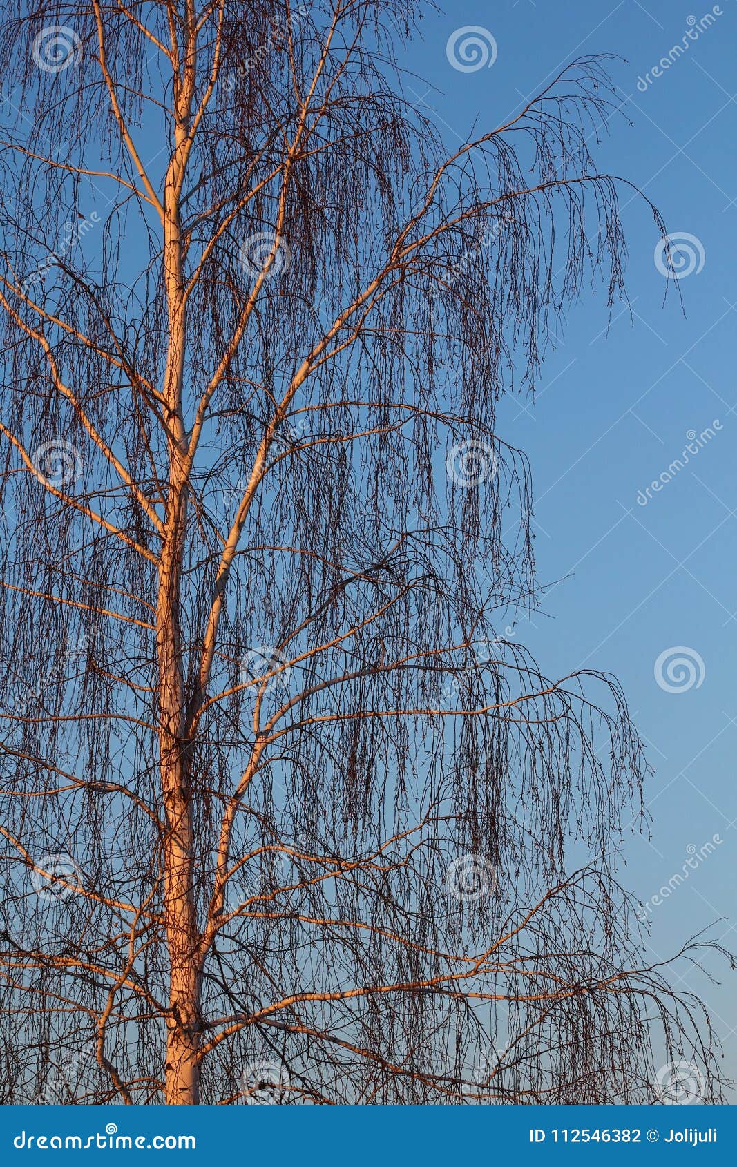 Birch tree in sunset light stock photo. Image of violet - 112546382