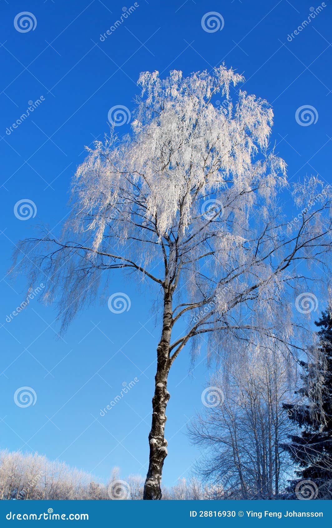 Bare Birch Tree with Rime Frost Stock Photo - Image of sunlight, trees ...