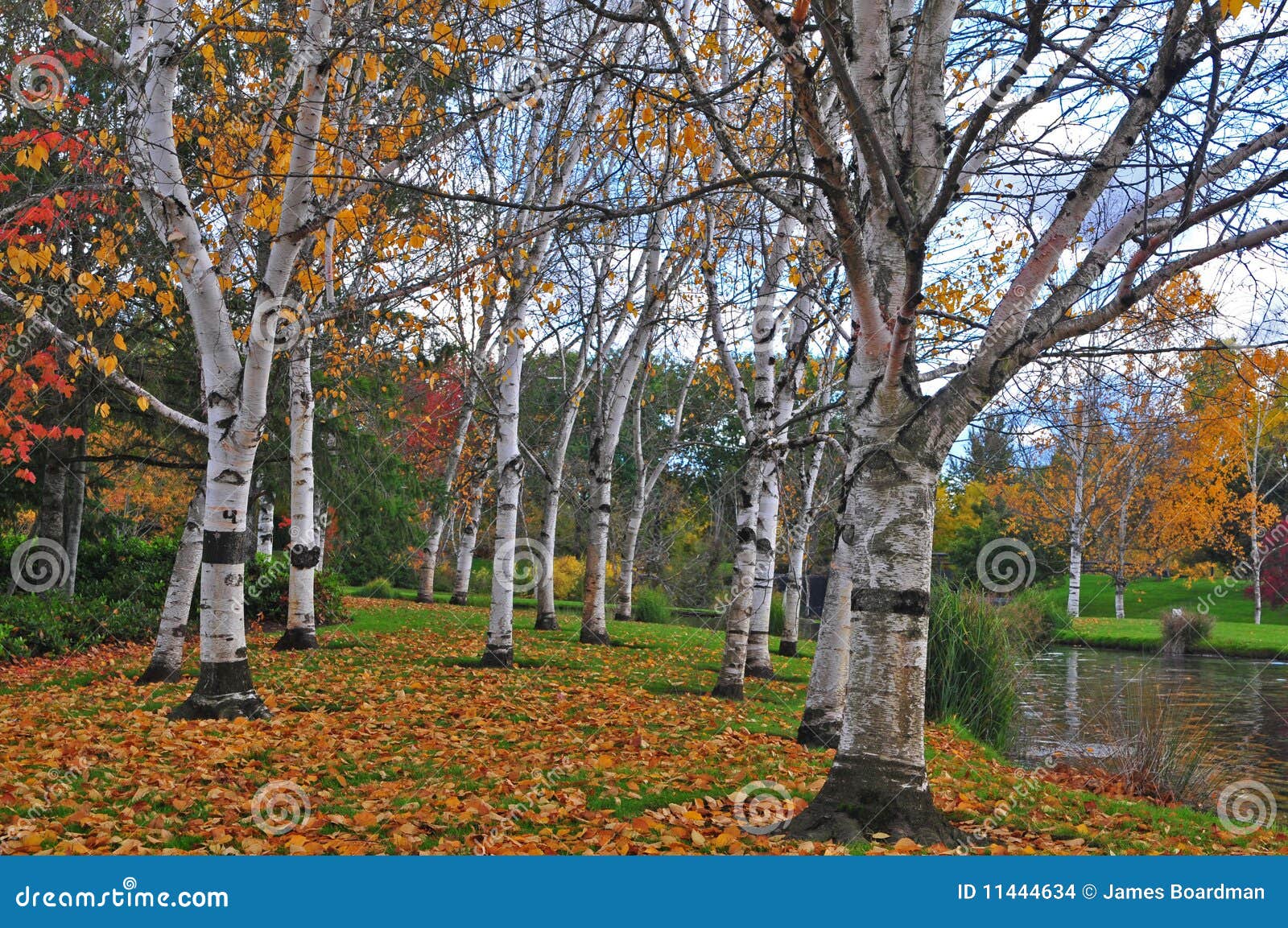 Bare Birch trees in Autumn stock photo. Image of landscape - 11444634 Bare Birch trees in Autumn stock photo. Image of landscape - 11444634