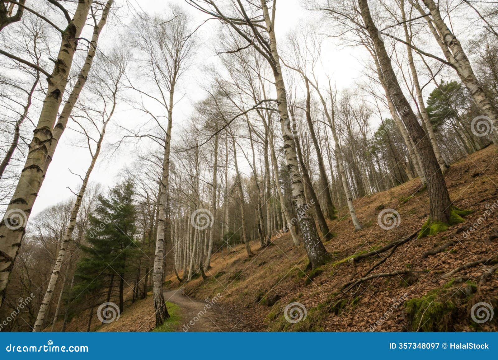 Bare Birch Trees in Sloped Forest Stock Illustration - Illustration of ...
