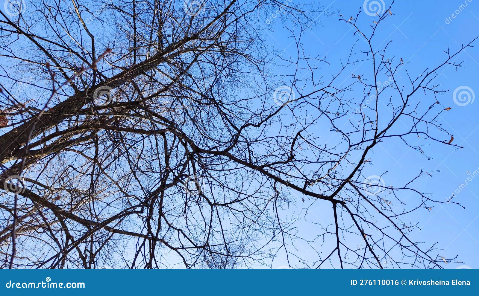 Bare Black Tree Branches High Against a Blue Sky with White Clouds ...
