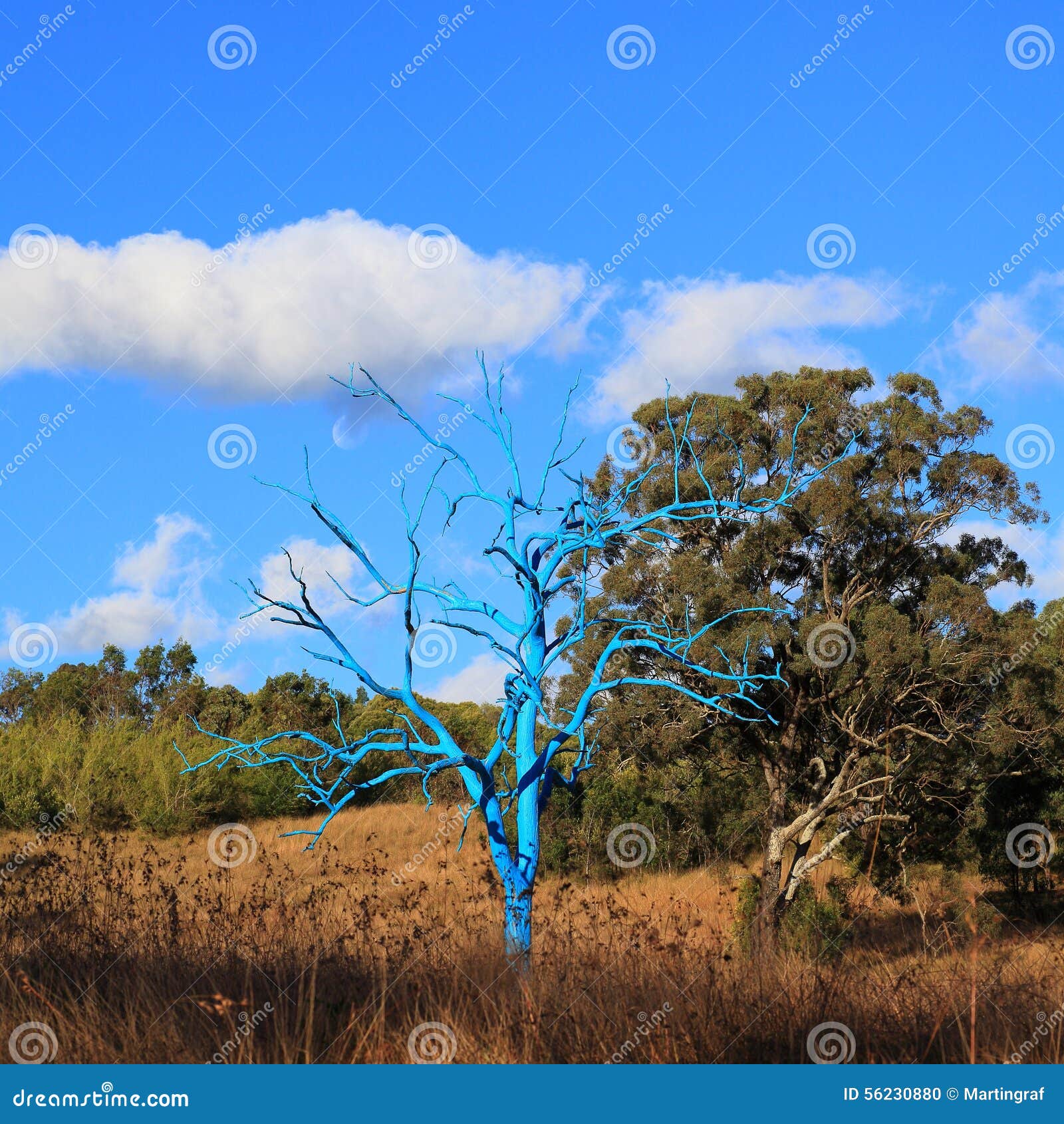 Surrealistic Naked Blue Tree in Australian Heathlands Stock Photo ...