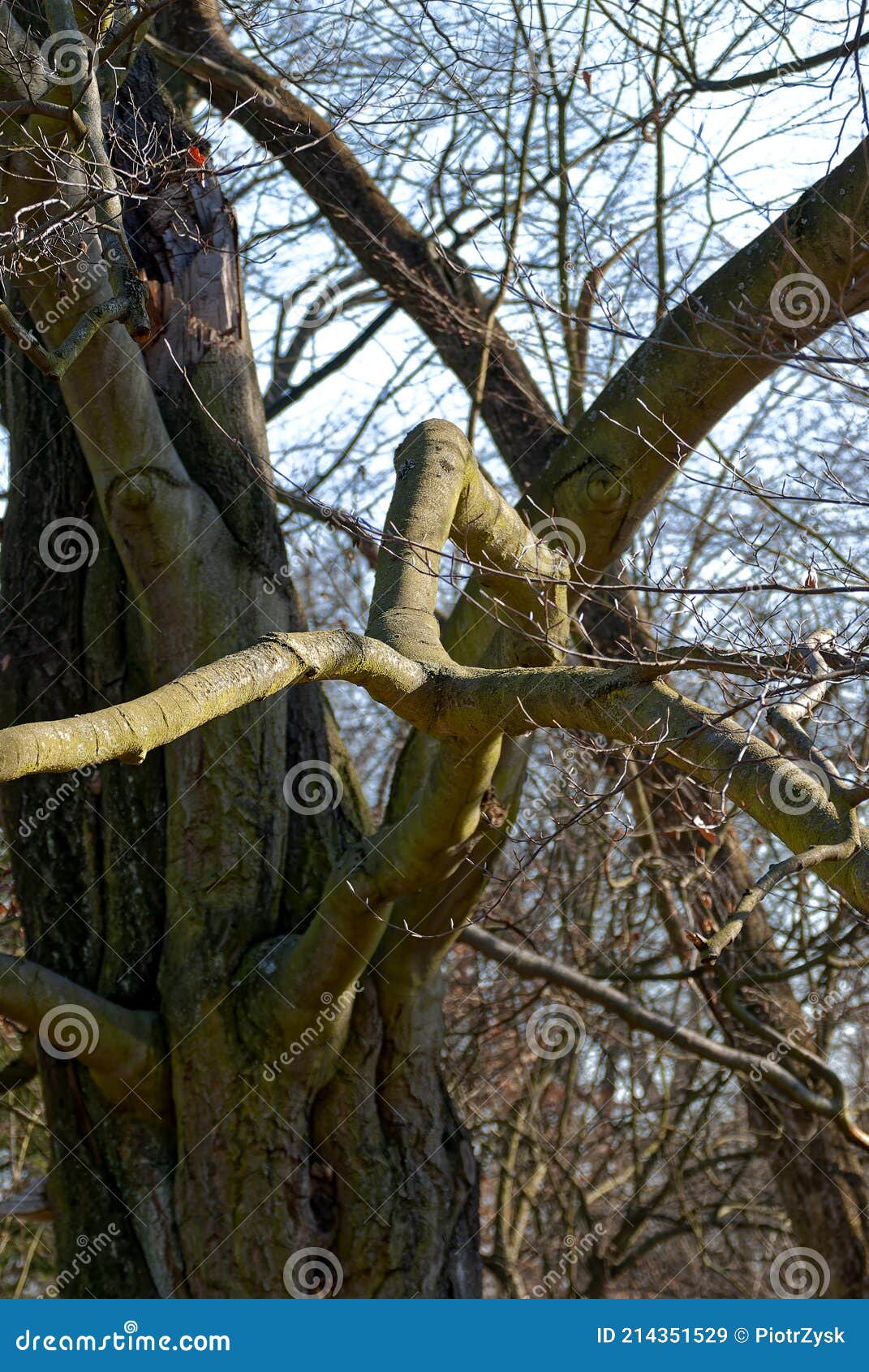 Bare boughs of trees. stock image. Image of bare, frost - 214351529