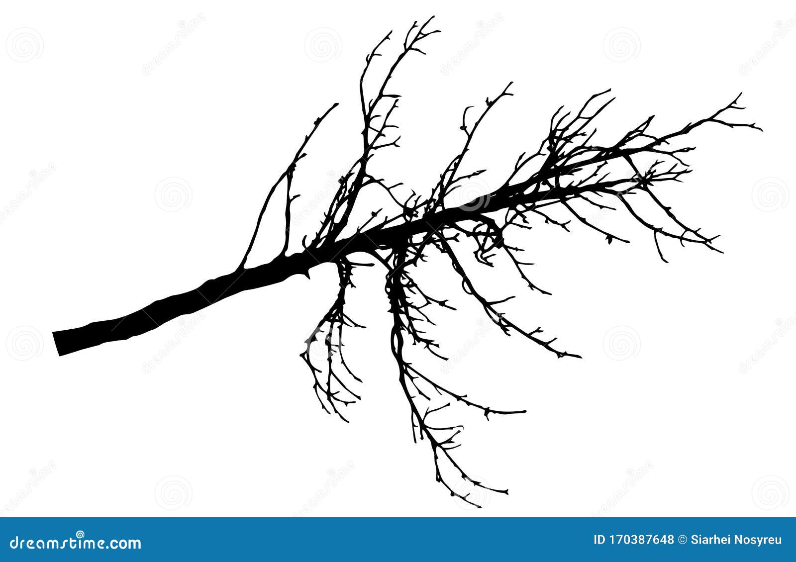 Bare Branch of Chestnut Tree Silhouette. Vector Illustration Stock ...