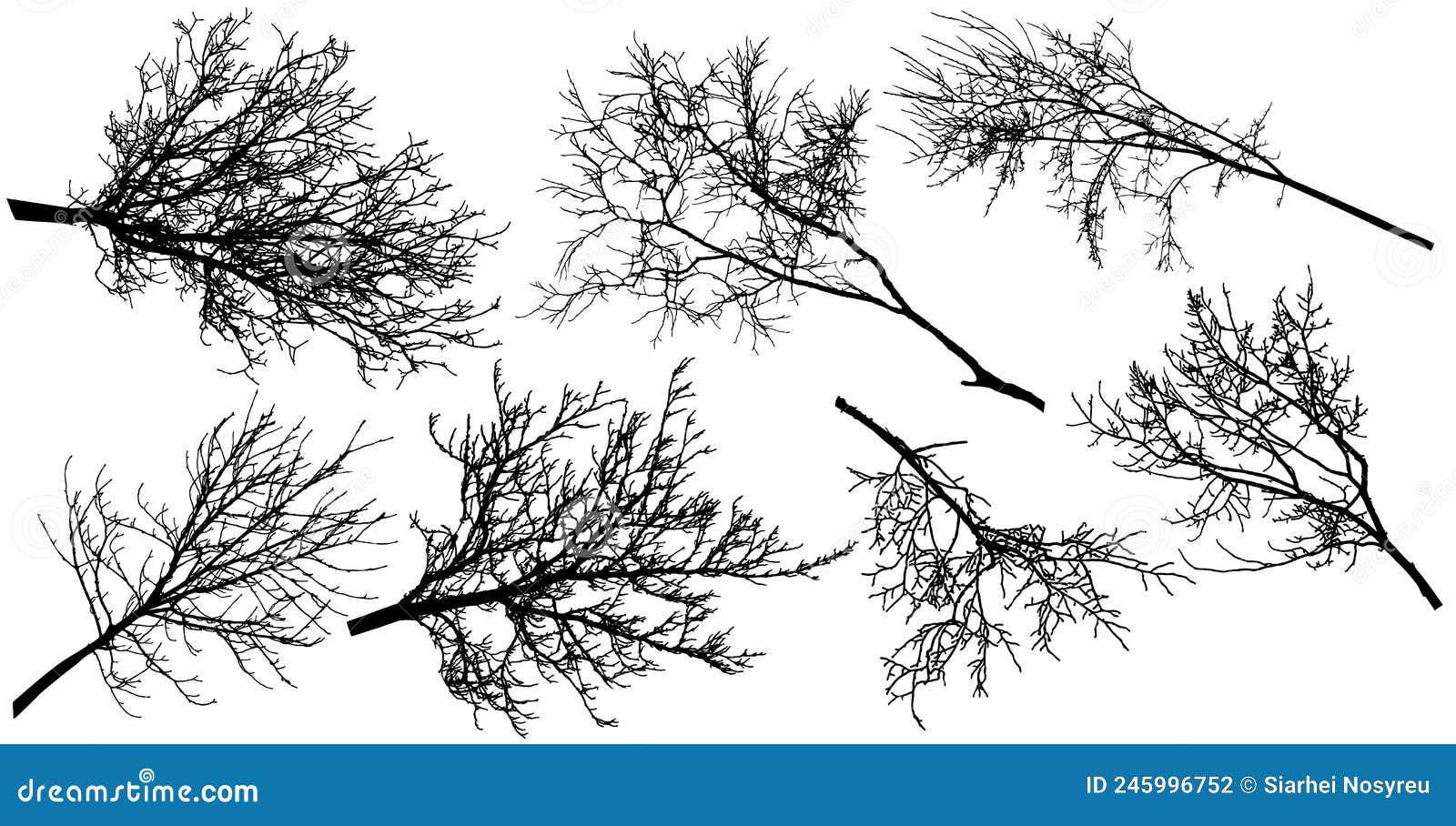 Bare Branch Set Vector Symbol Icon Design. Beautiful Illustration ...