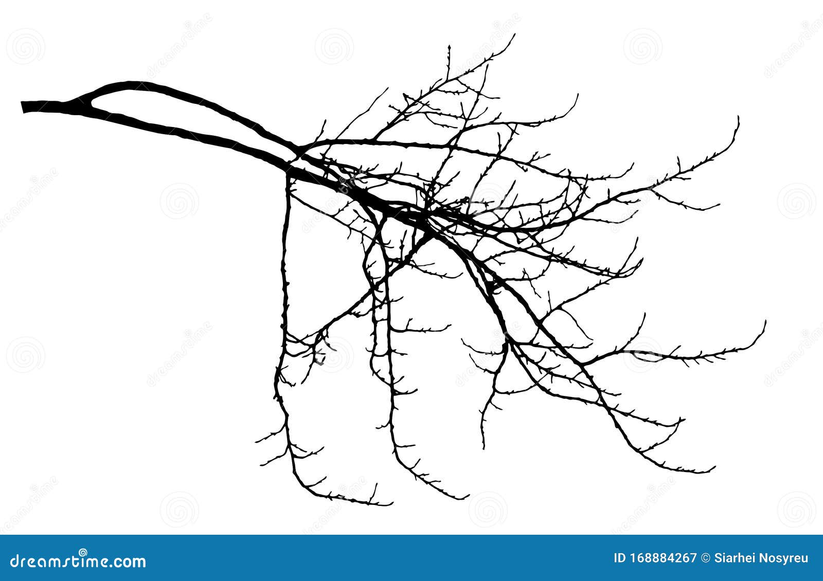 Poplar Tree Illustration, Drawing, Engraving, Ink, Line Art, Vector ...