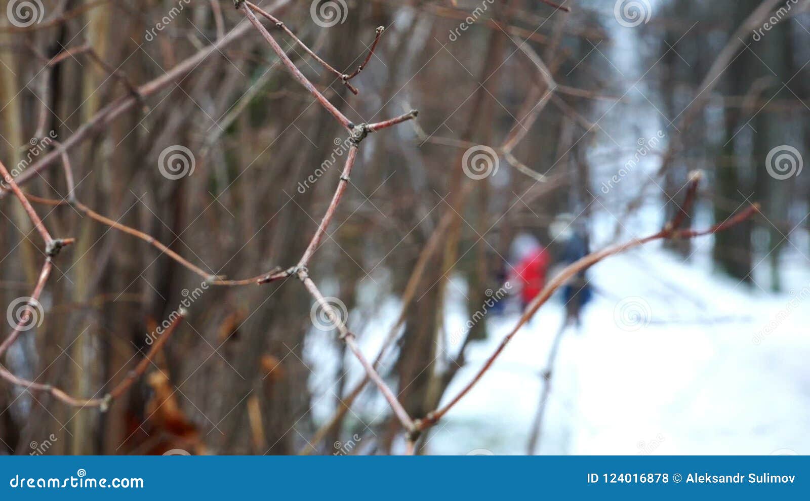 Bare Branch of a Tree Swaying in the Wind in the Winter Stock Footage ...