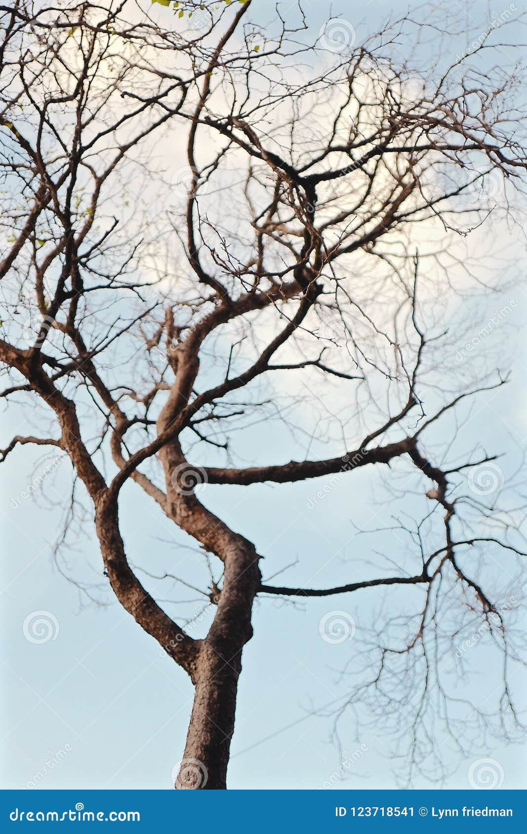 ,bare Branched Tree Forming Intricate Design Against Light Blue Cloudy ...