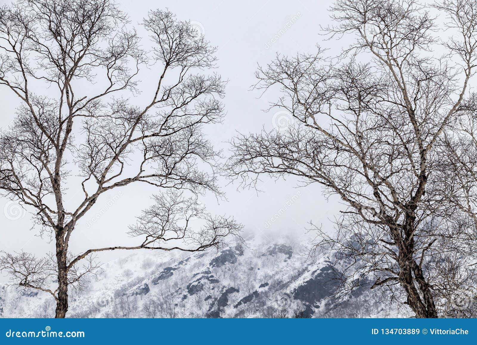 Bare Branches of Birch Tree in Cold Winter Stock Image - Image of rural ...
