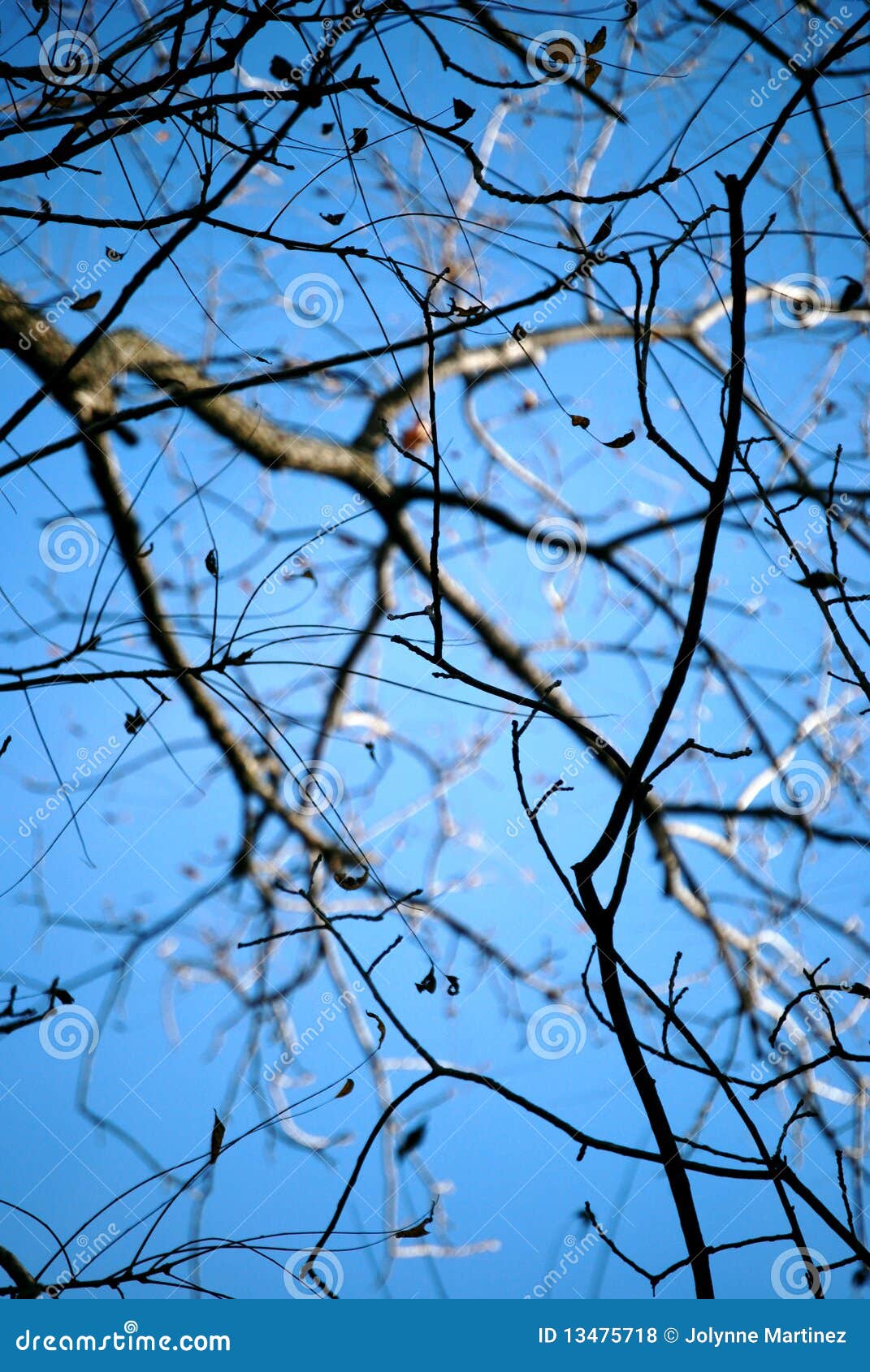 Bare Branches on a Bright Fall Day Stock Photo - Image of branch, tree ...