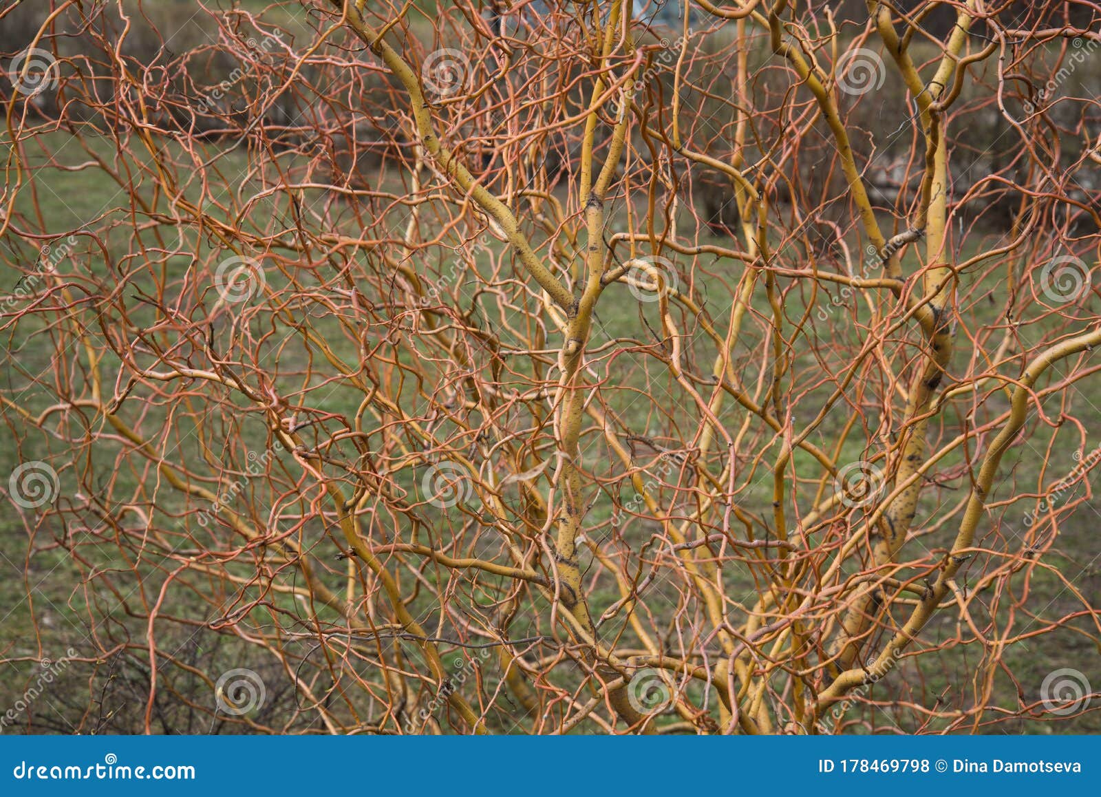 29,837 Curly Tree Photos - Free & Royalty-Free Stock Photos from Dreamstime